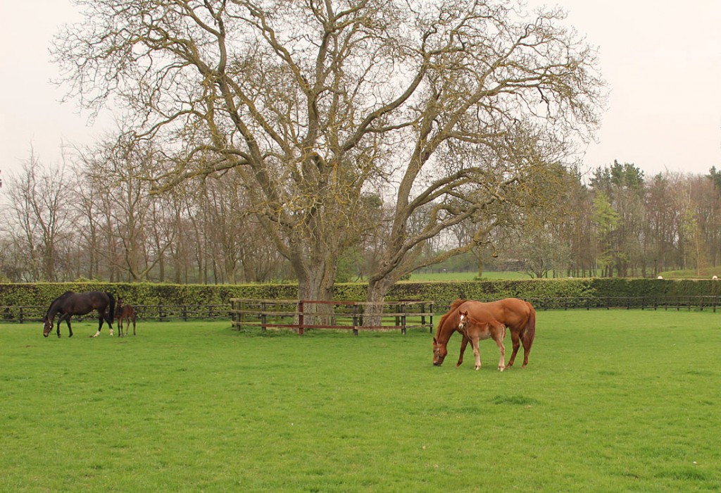 Darley Stud 1 « Society of Equestrian Artists