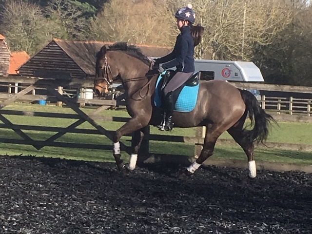 2 day Workshop Surrey at Hatchgate Farm « Society of Equestrian Artists